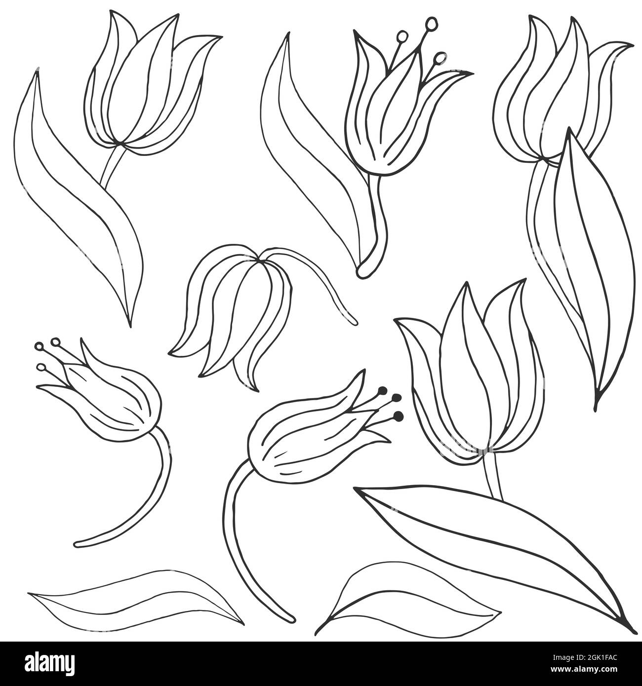 Tulips. Monochrome spring flowers in hand draw style. Cute floral ...