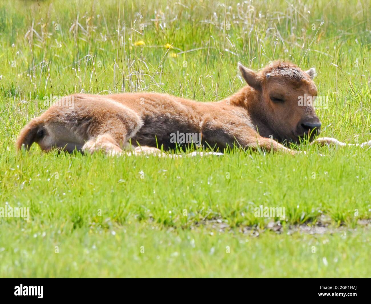 A selective focus shot of a little calf laying down on the grass in the ...
