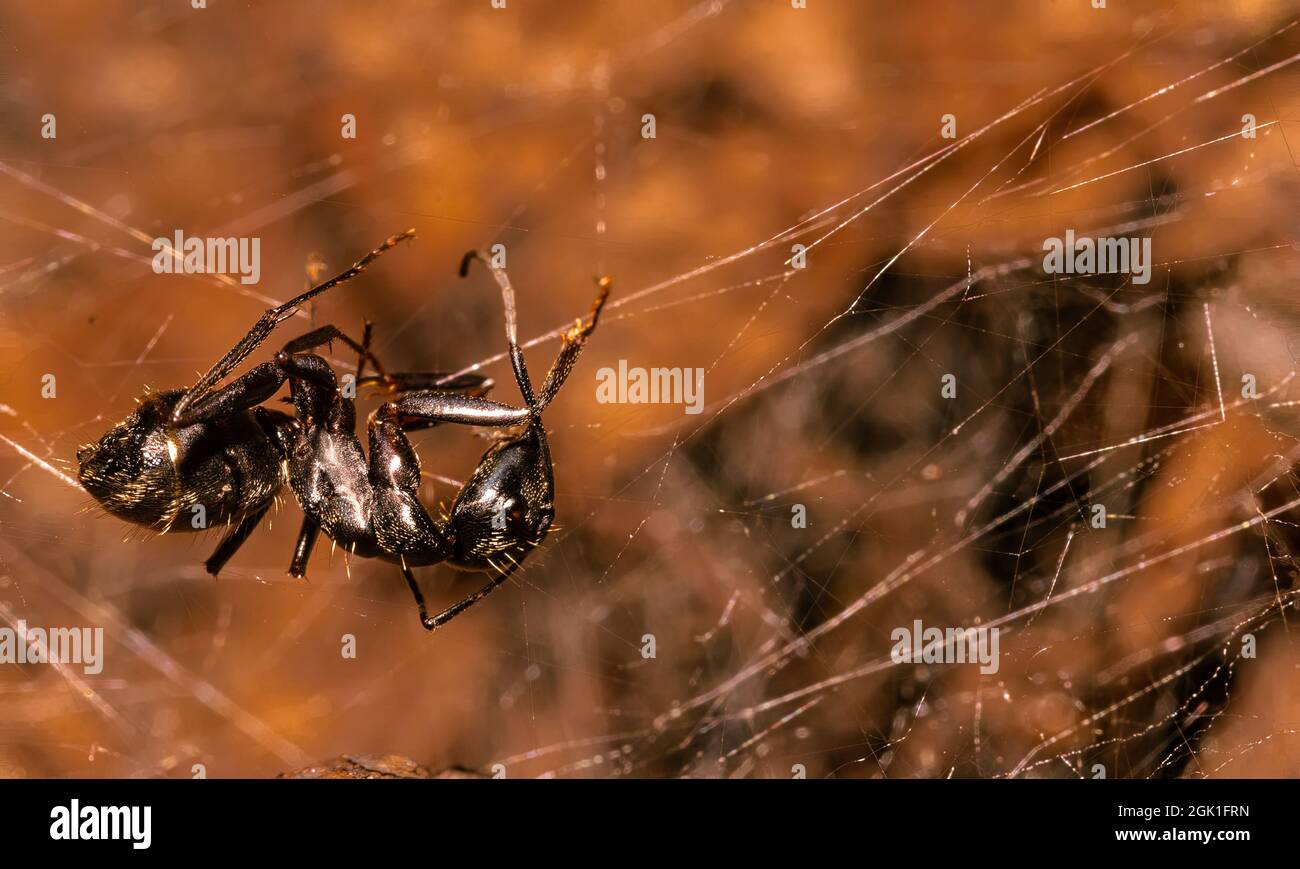 Stuck in a spider web hi-res stock photography and images - Alamy