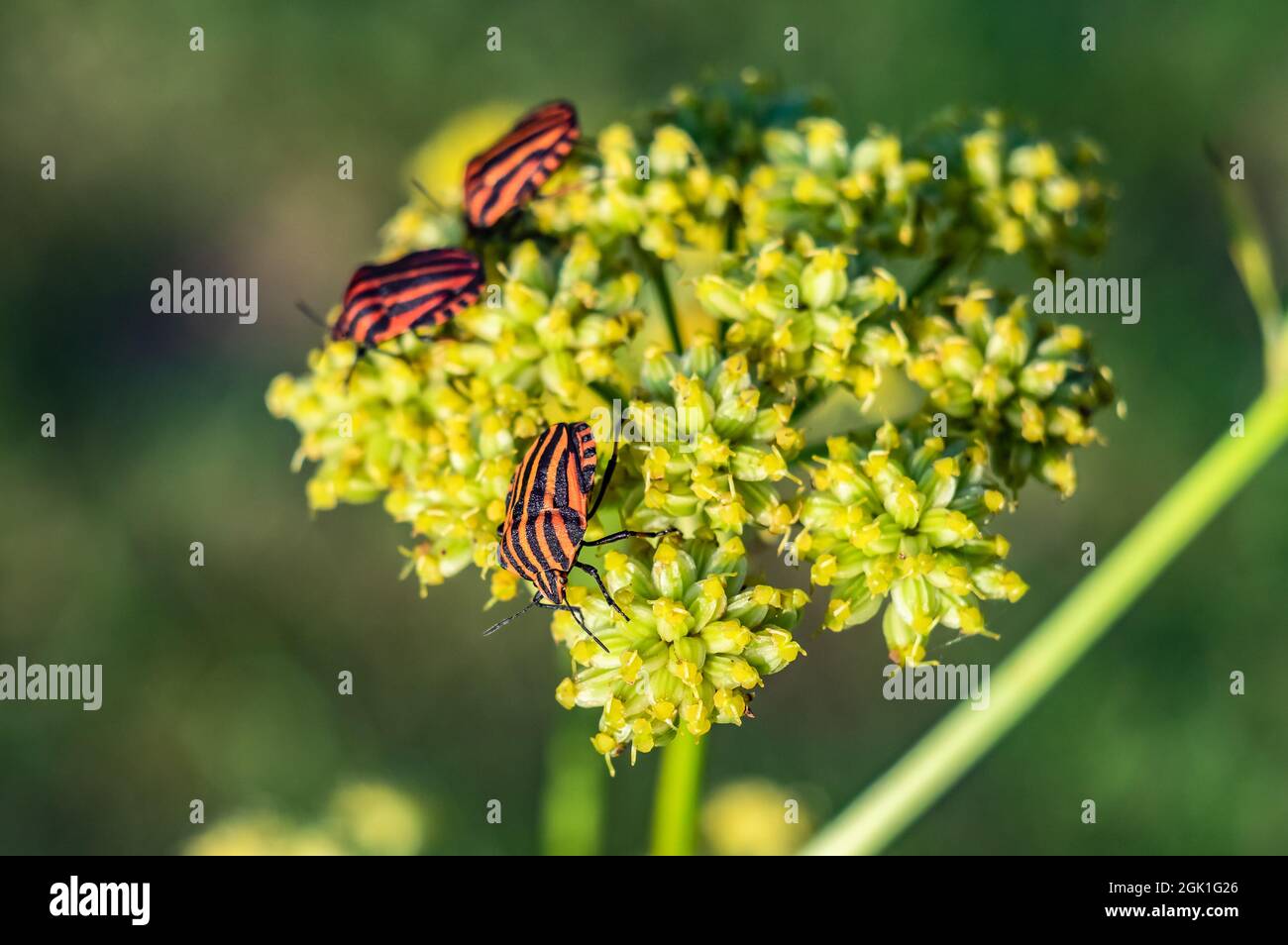 A closeup shot of three insects with orange and black patterns on a ...