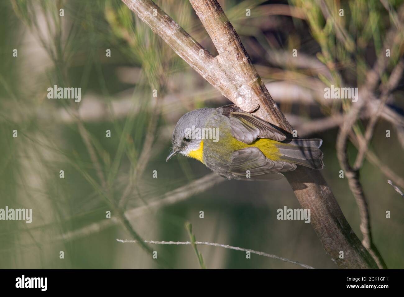 Eastern yellow breasted robin perched in a tree in the forest Stock ...