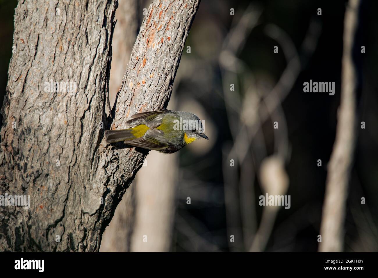 Eastern yellow breasted robin perched in a tree in the forest Stock ...