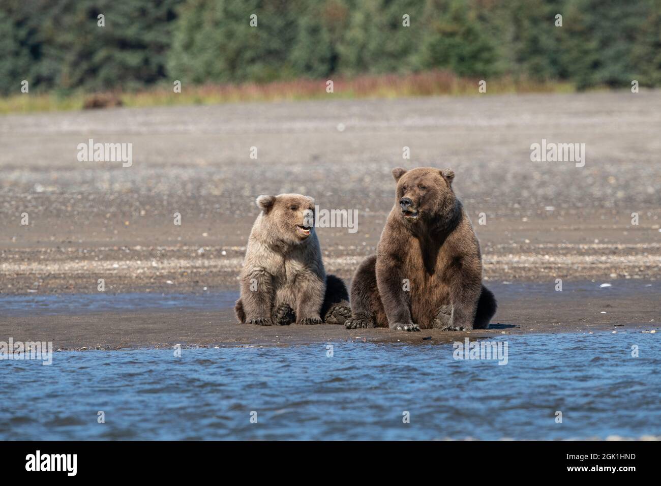 Alaskan Coastal Brown Bear Stock Photo - Alamy