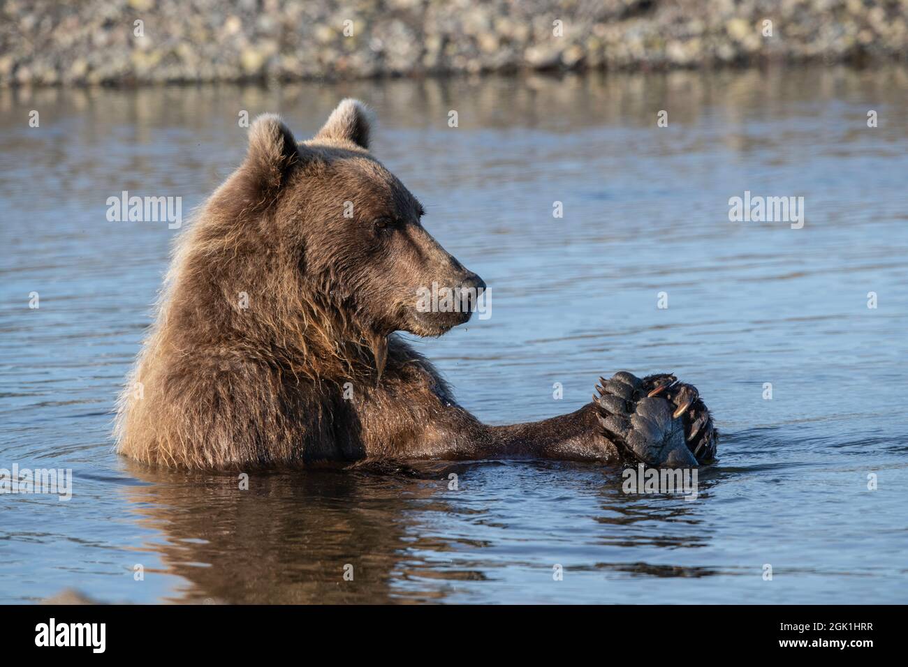 Alaskan Coastal Brown Bear in Water Stock Photo - Alamy