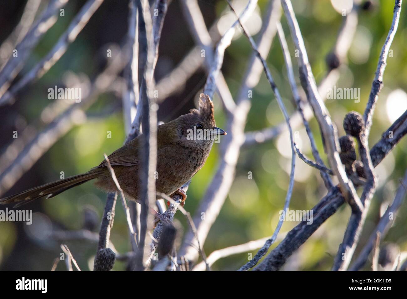 Eastern whip bird hi-res stock photography and images - Alamy