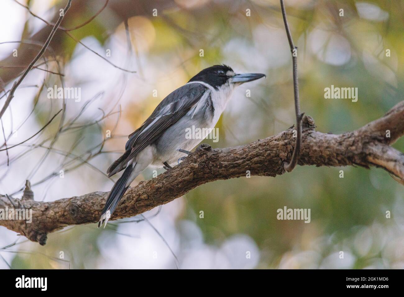 Australian Grey Butcherbird resting on branch Stock Photo - Alamy