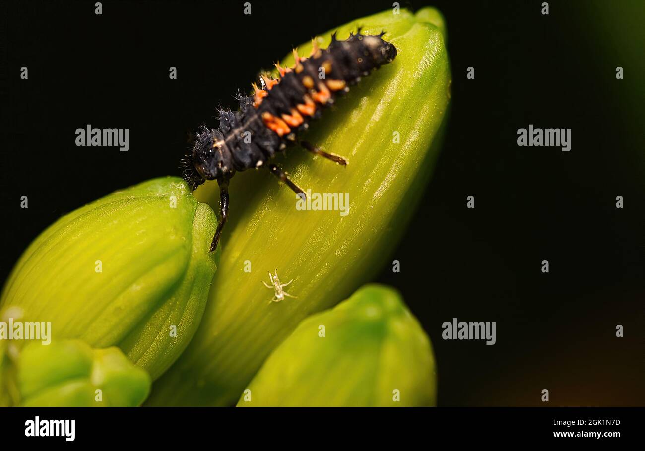 Selective focus shot of a Harmonia larvae bug on a green plant Stock ...