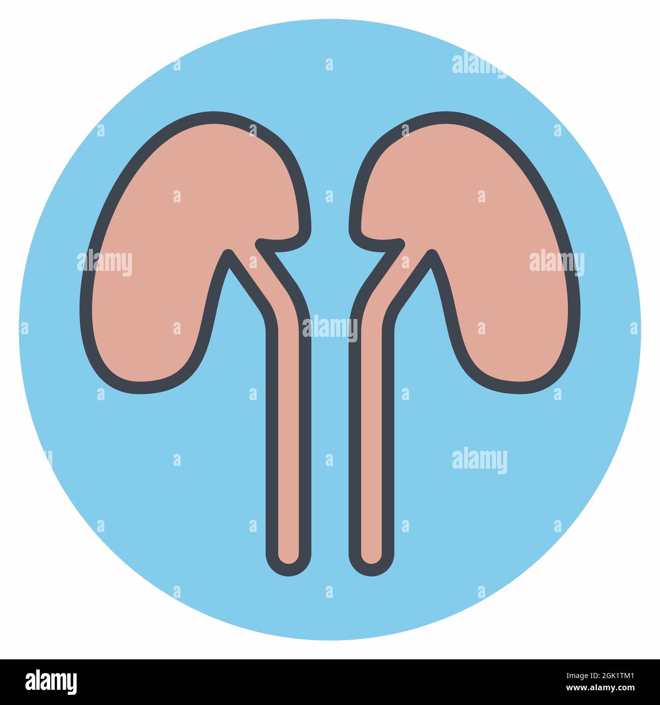 Icon Vector of Kidney - Color Mate Style - Simple illustration ...