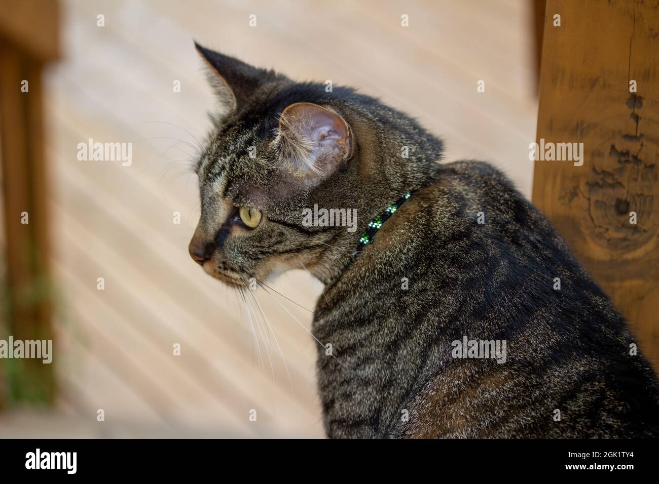 This image shows a close-up portrait view of a gray and brown striped ...