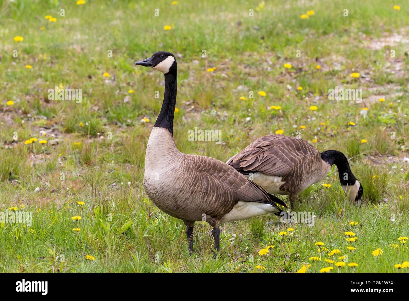 Canada goose ( Branta canadensis ) on the river bank. Nature scene from ...