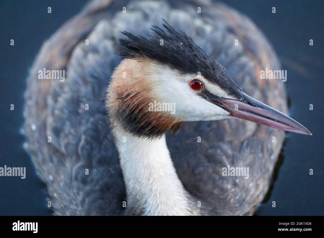 Selective focus shot of a majestic Great Crested grebe's face looking ...