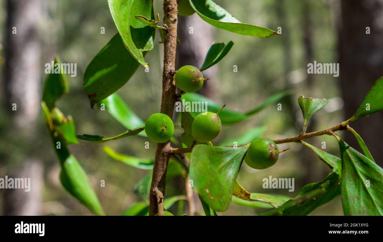 Young Fig tree in the wild Stock Photo - Alamy