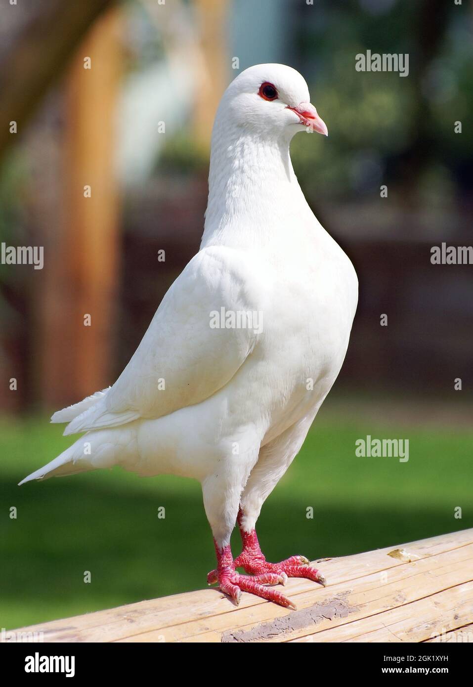 Ducula forsteni hi-res stock photography and images - Alamy