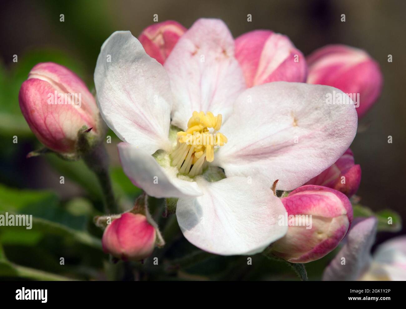 flower of apple tree Stock Photo - Alamy