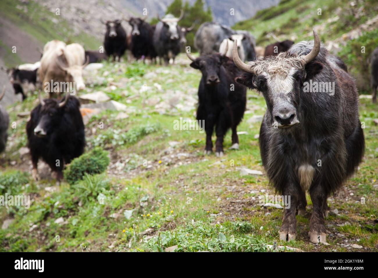 Group of Yaks - bos grunniens or bos mutus - in Langtang valley - Nepal ...