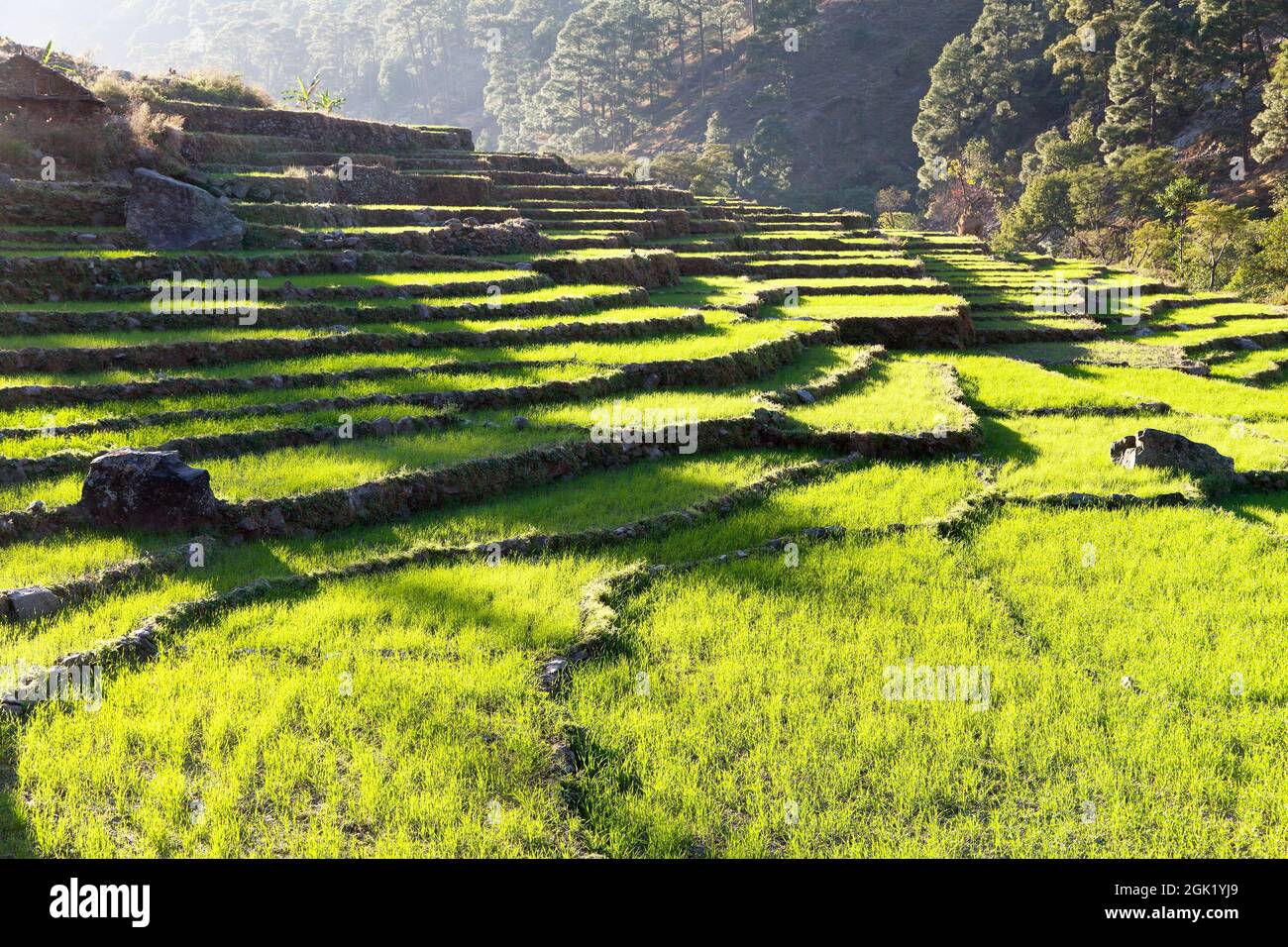 Paddyfield rice production hi-res stock photography and images - Alamy