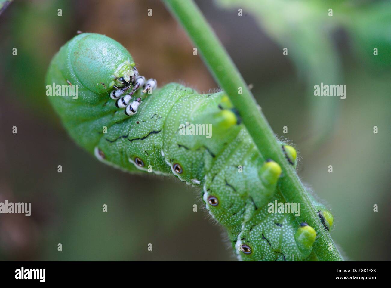macro of tomato horn worm Stock Photo - Alamy