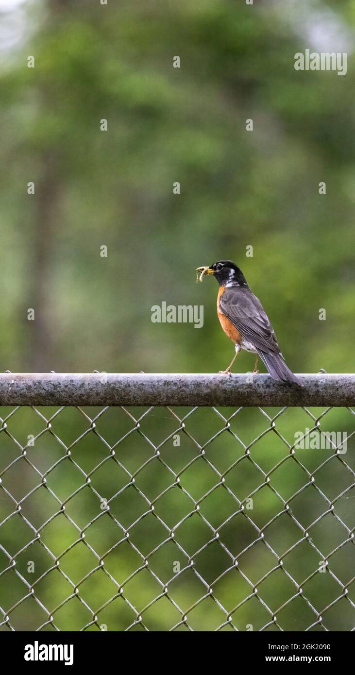 Red robin on chain link fence with a worm in it's mouth Stock Photo - Alamy