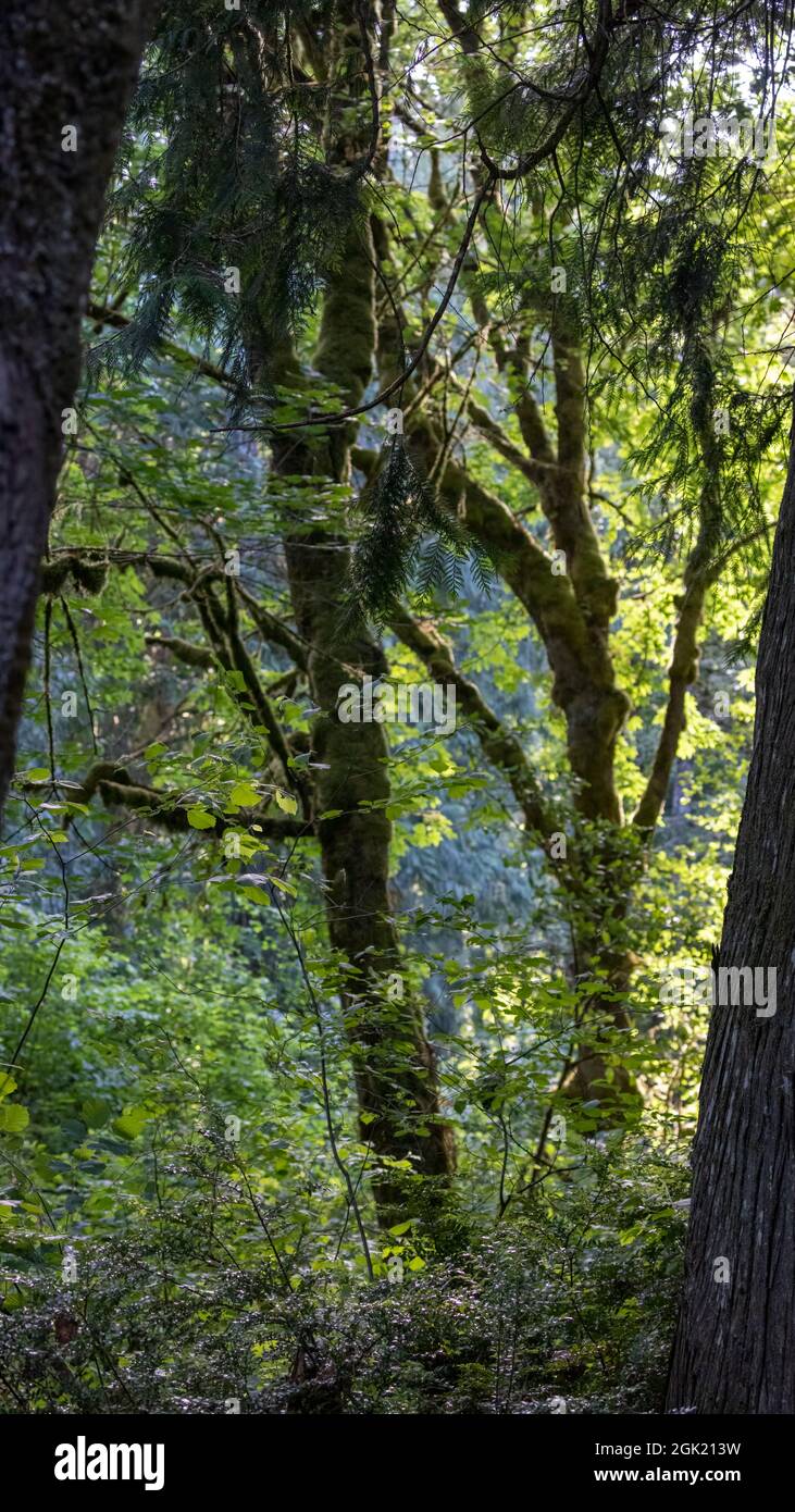sun light streaming through deep dark forest with thick green leaves ...