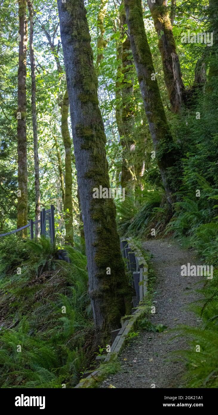 small gravel path leading through tall dense forest with patchy sun ...