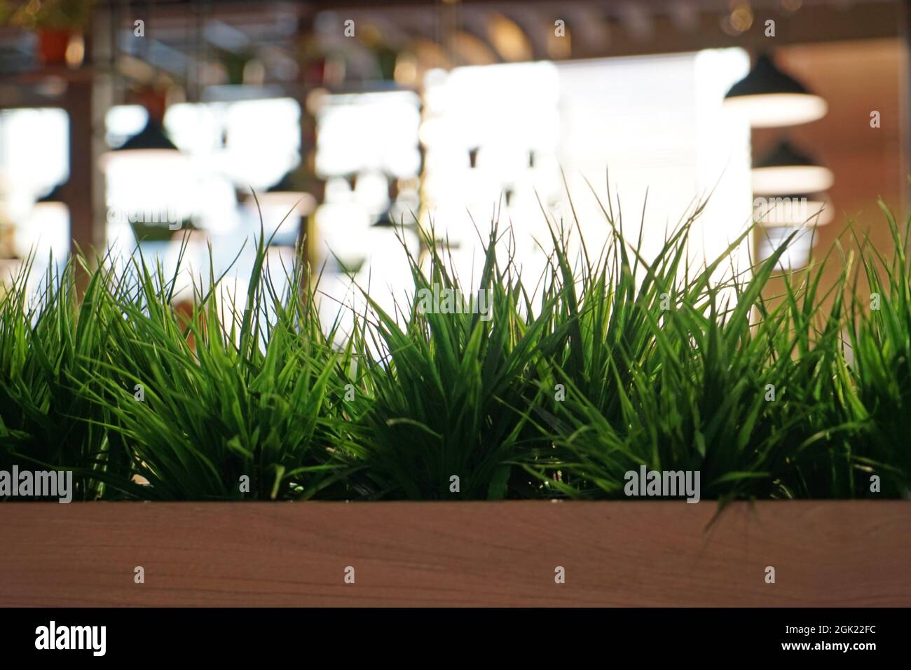 Green grass as decorative element in modern cafe Stock Photo - Alamy
