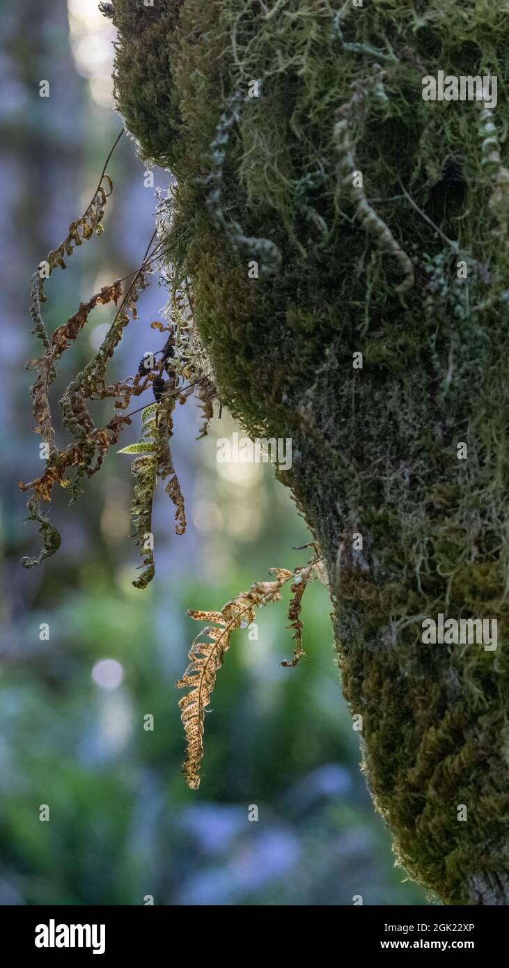 Thick healthy green moss with strands hanging off tree Stock Photo - Alamy