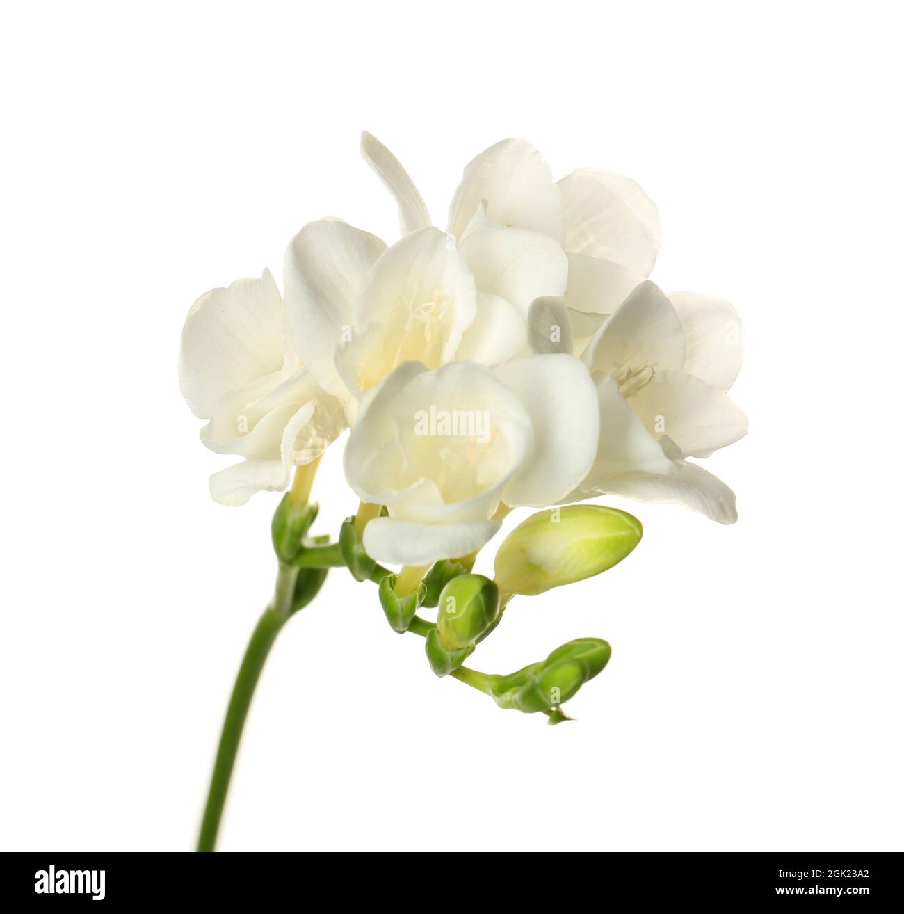 Beautiful freesia flowers on white background Stock Photo - Alamy