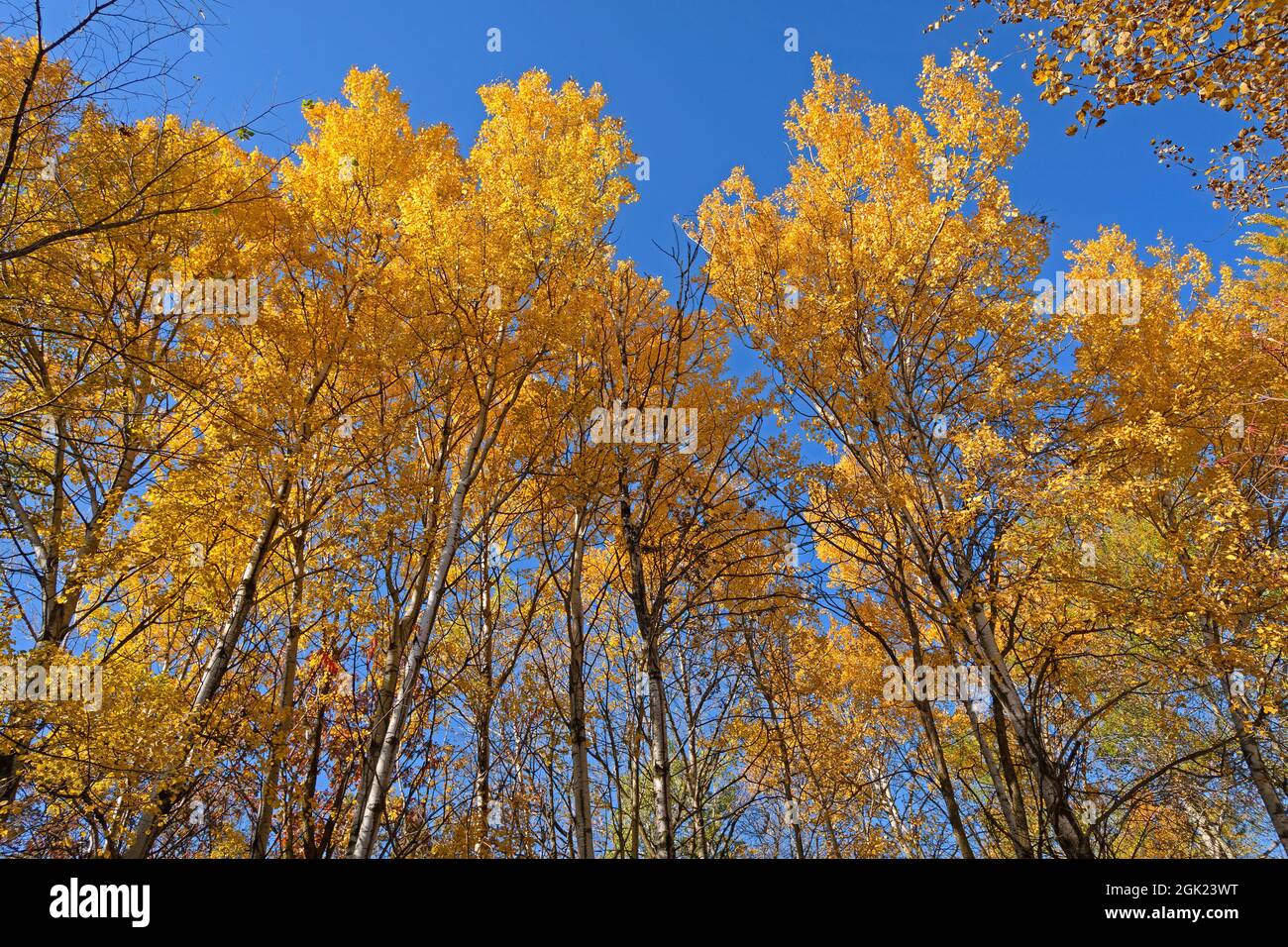 Yellow Forest Reaching to the Sky in Great River Bluffs State Park in ...