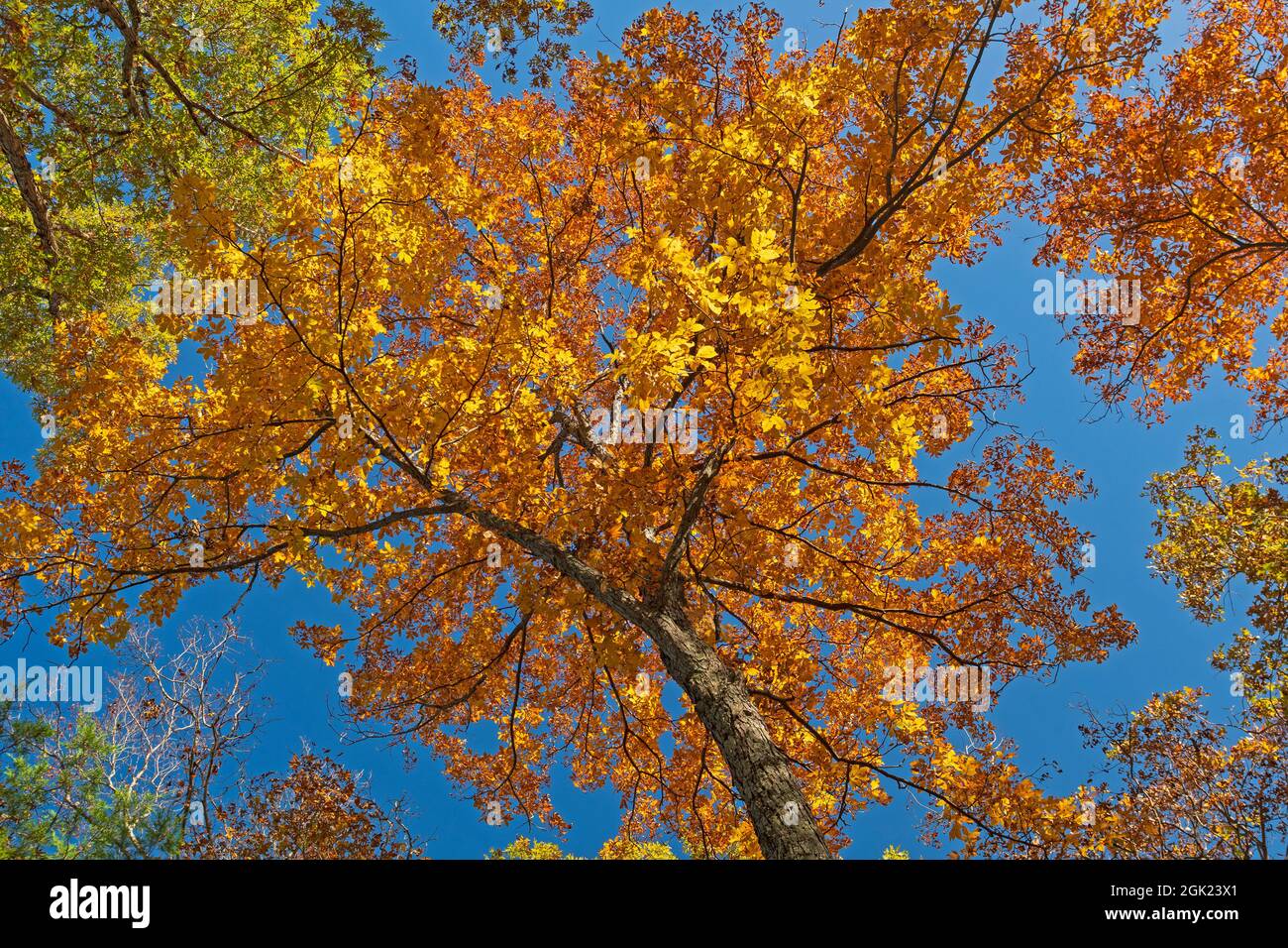 Dramatic Fall Colors Overhead in the Garden of the Gods in Shawnee ...