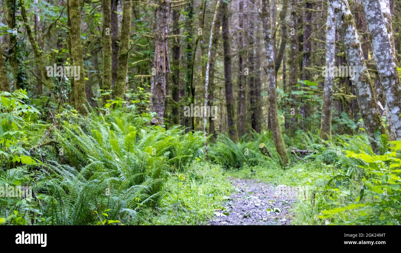 thick patches of large ferns growing around the forest path Stock Photo ...