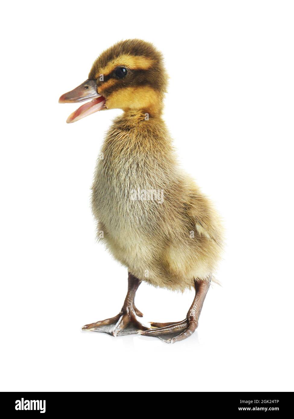 Cute funny duckling on white background Stock Photo - Alamy