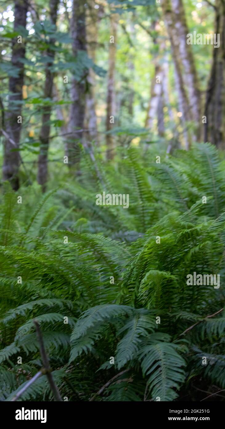 thick carpet of large fern covering the forest floor Stock Photo - Alamy