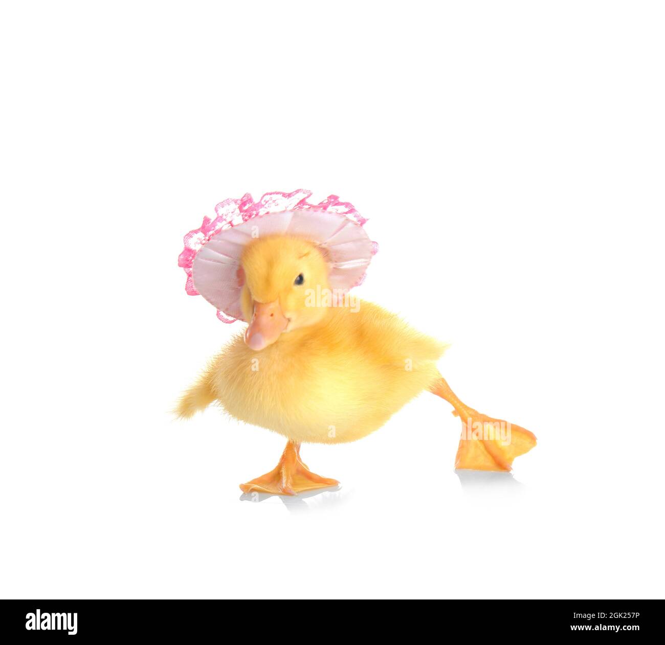 Funny Duckling