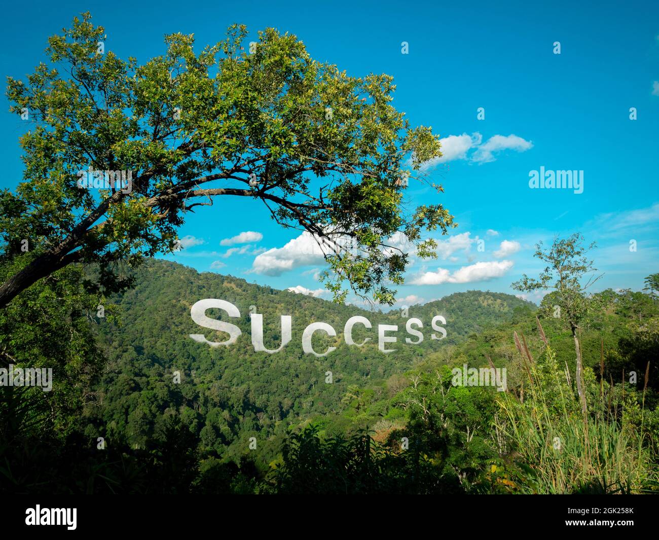 Word, success with large letters arranged on the green lush fertile ...