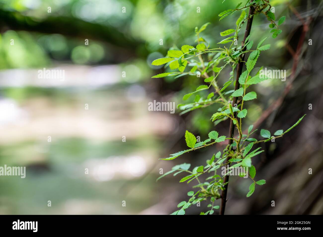 Multiflora rose hi-res stock photography and images - Alamy
