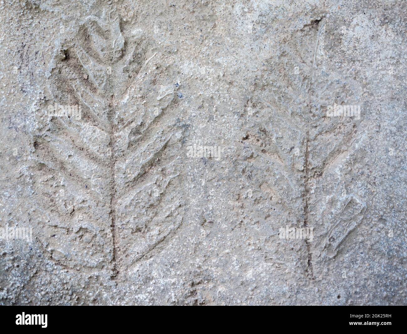 Abstract of leaf texture stamp on grunge concrete floor background ...