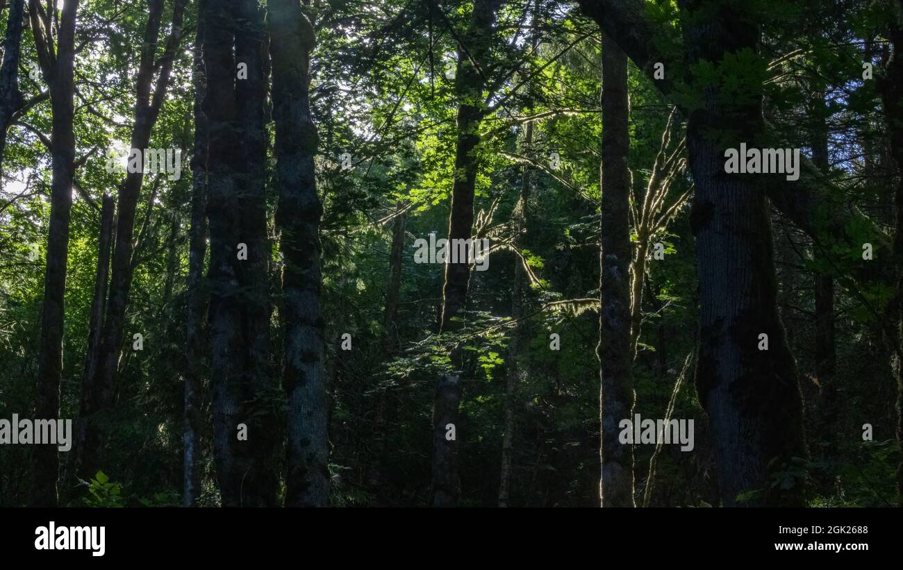 Sunshine through gaps hi-res stock photography and images - Alamy