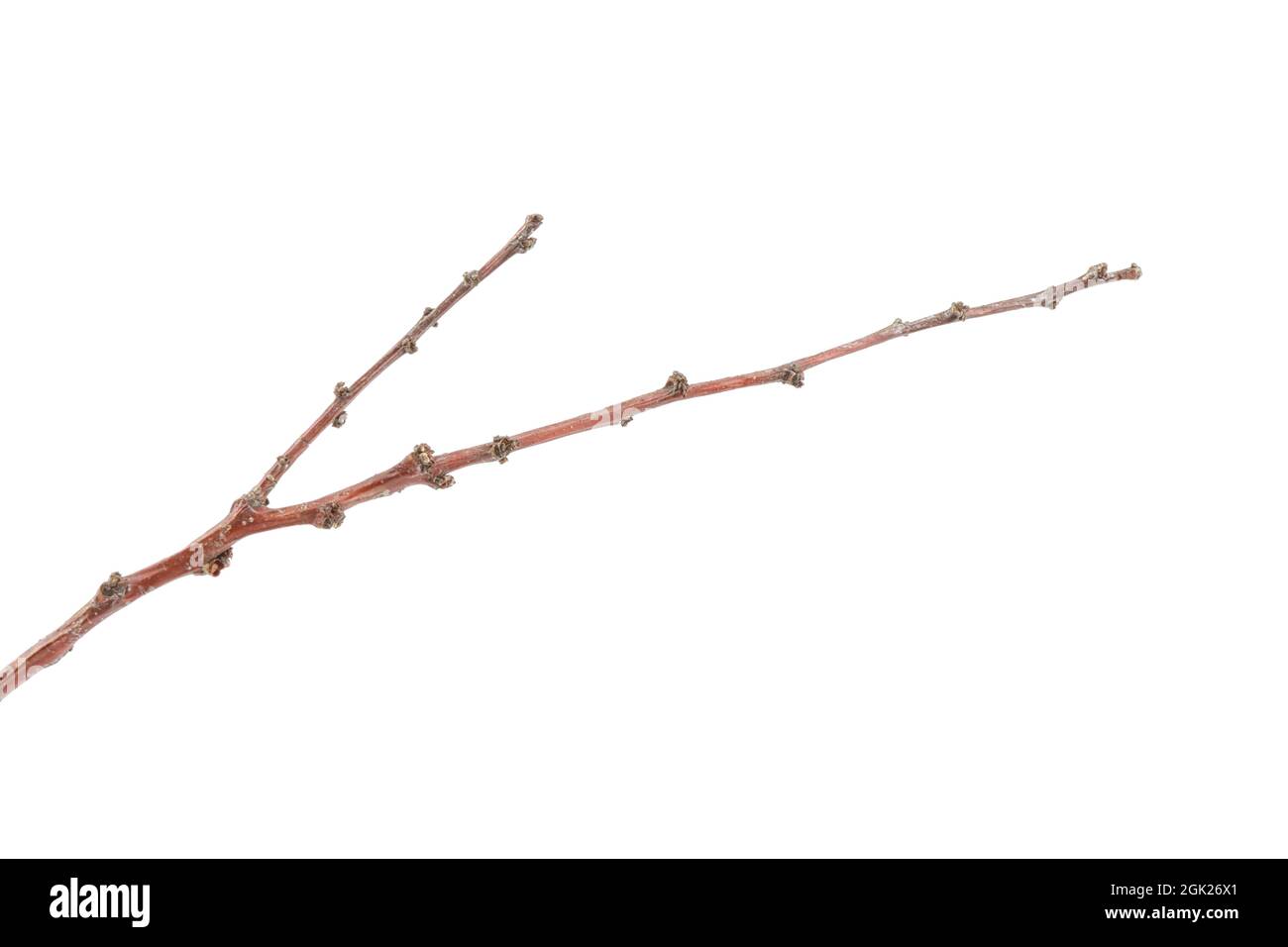 Empty branch on white background Stock Photo - Alamy