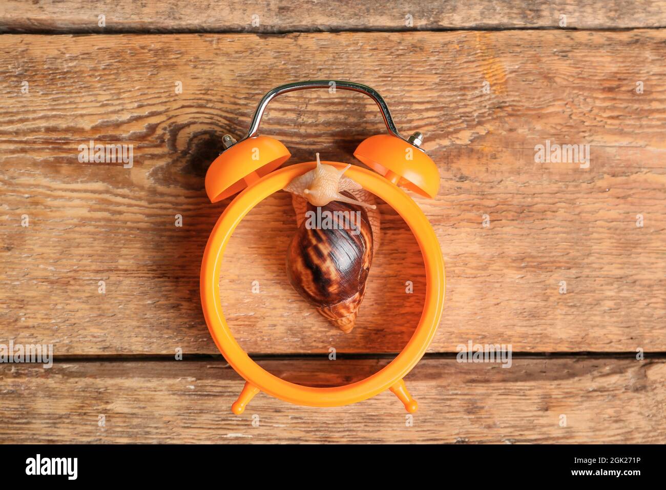 Giant Achatina snail in alarm clock on wooden background Stock Photo ...
