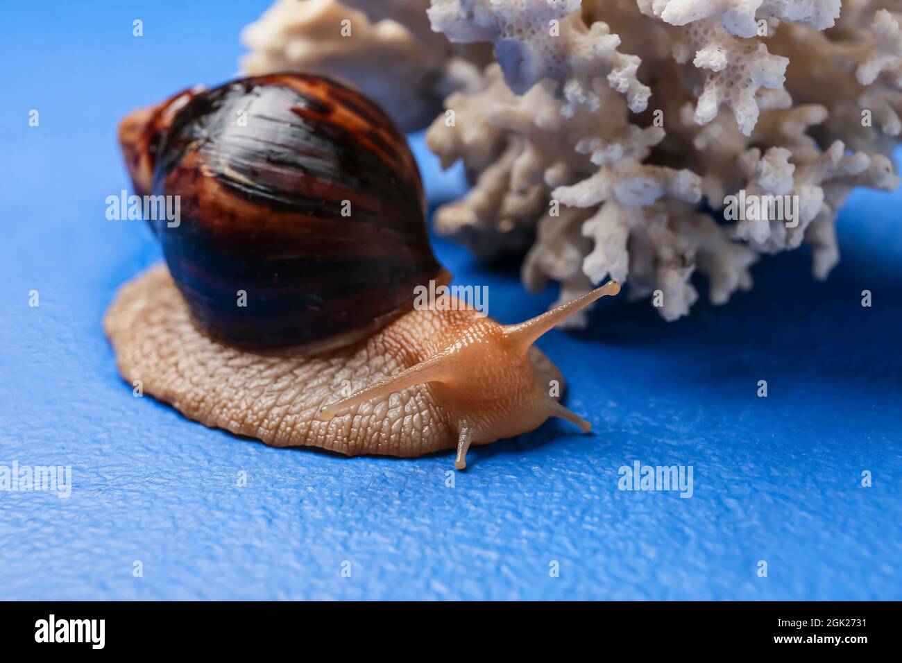 Kalutara snail hi-res stock photography and images - Alamy