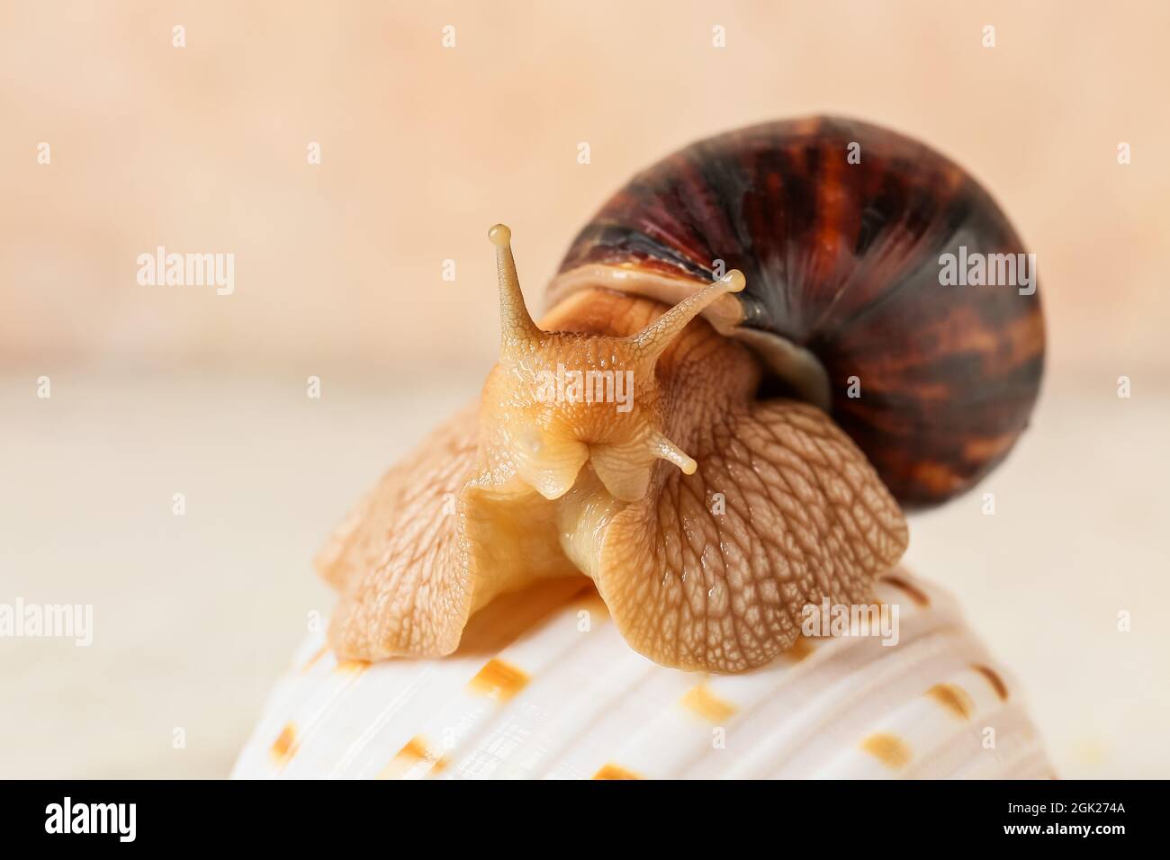 Giant Achatina snail and seashell on color background, closeup Stock ...