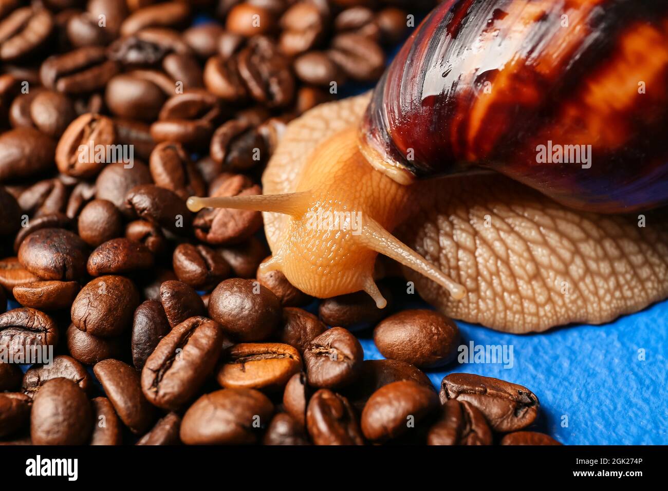 Giant Achatina snail and coffee beans on color background, closeup ...