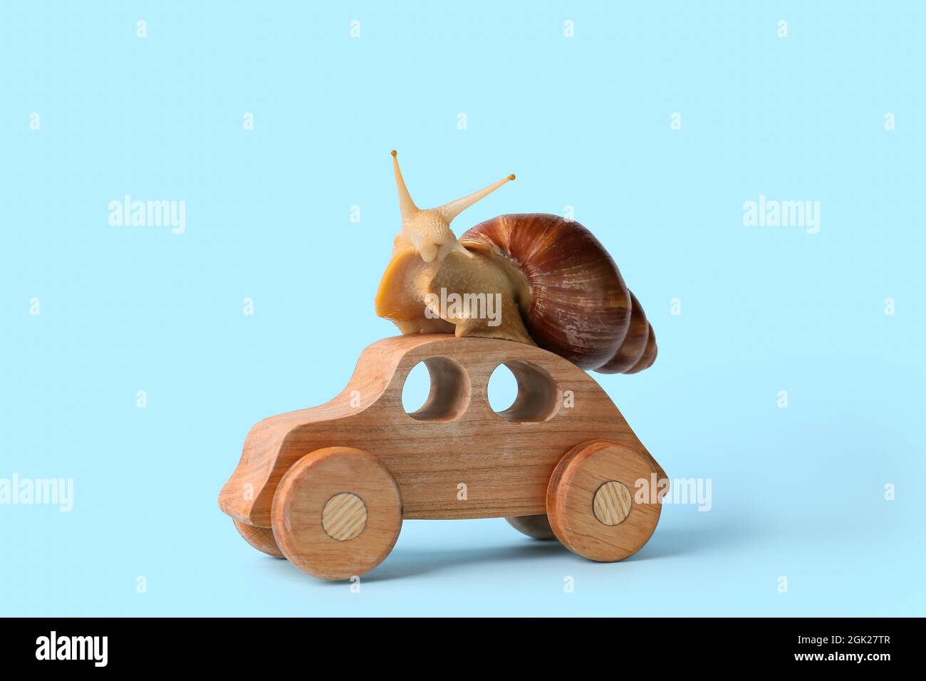 Kalutara snail hi-res stock photography and images - Alamy
