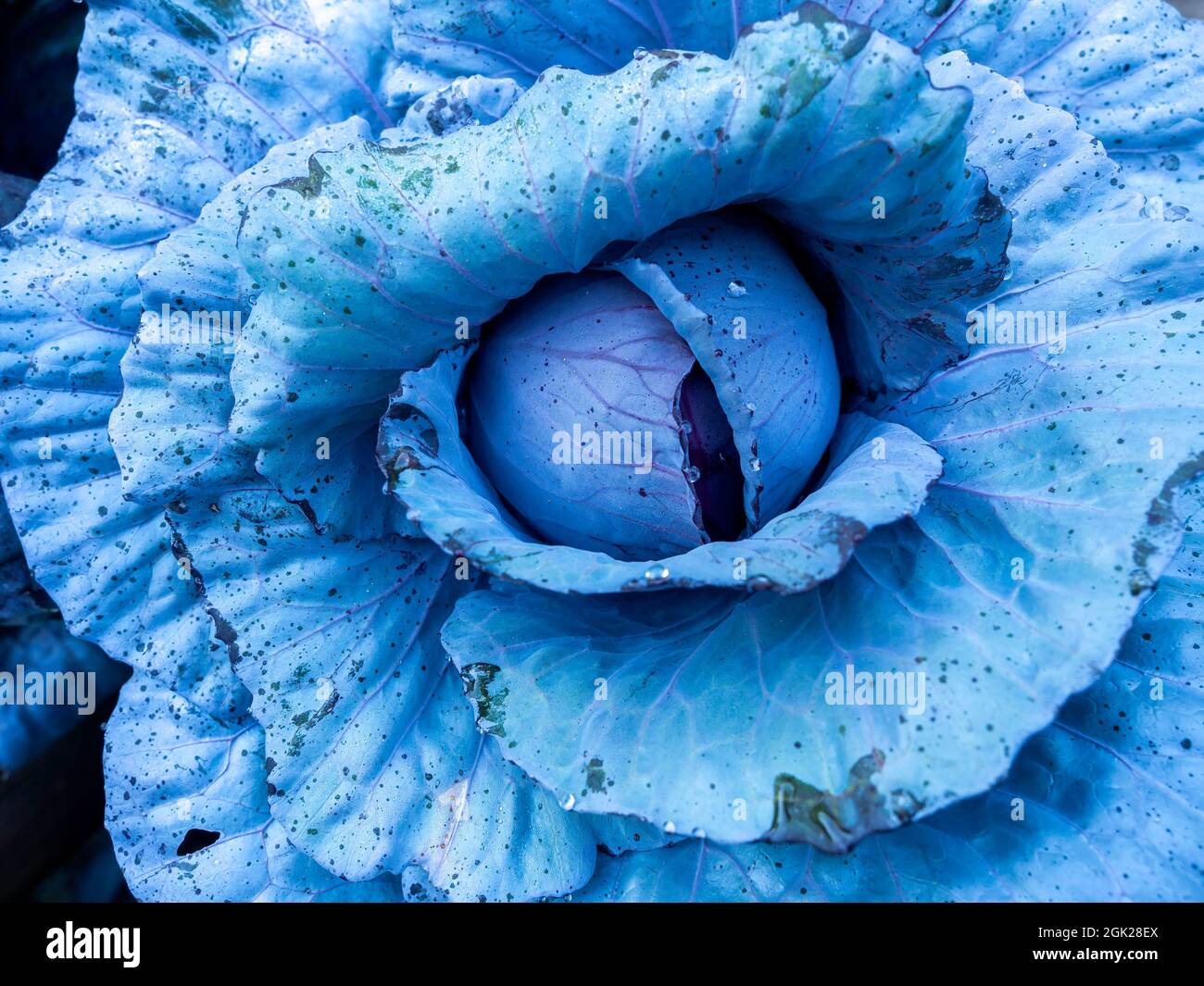 Close up fresh winter blue cabbage plant texture with dew drops ...