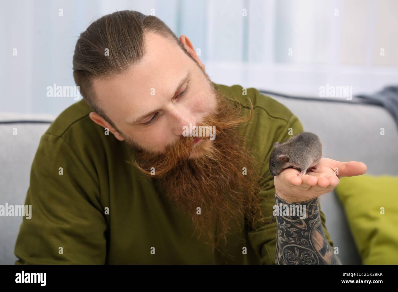 Bearded man with funny rat at home Stock Photo - Alamy