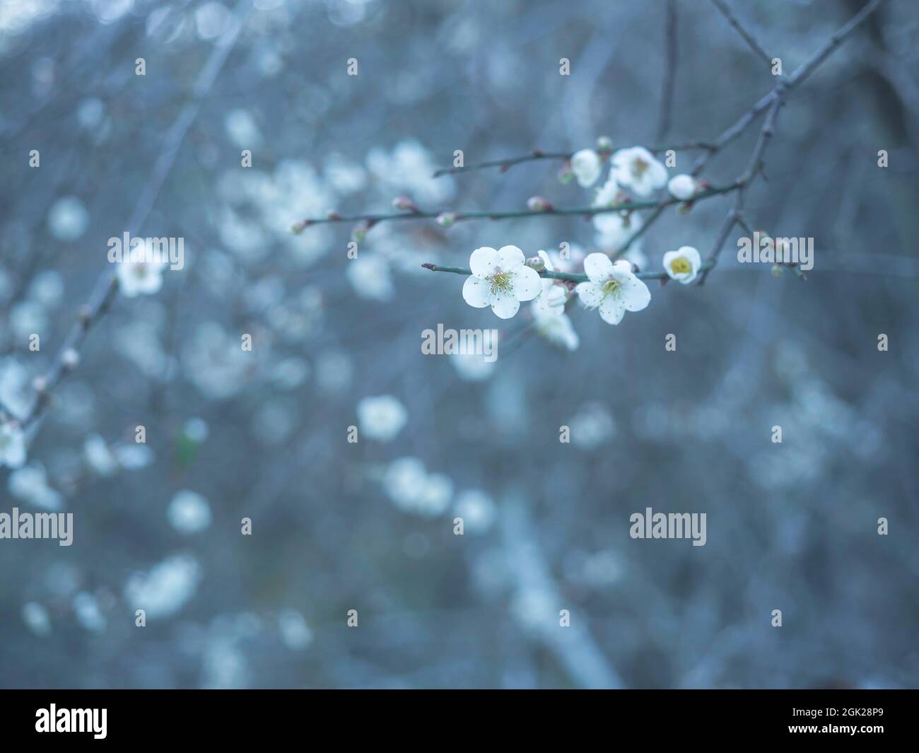 Little white wild flowers in winter with cold tone background with copy ...