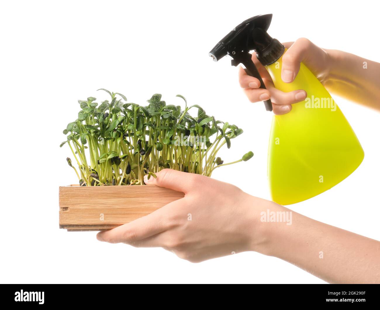 Woman spraying fresh micro hi-res stock photography and images - Alamy