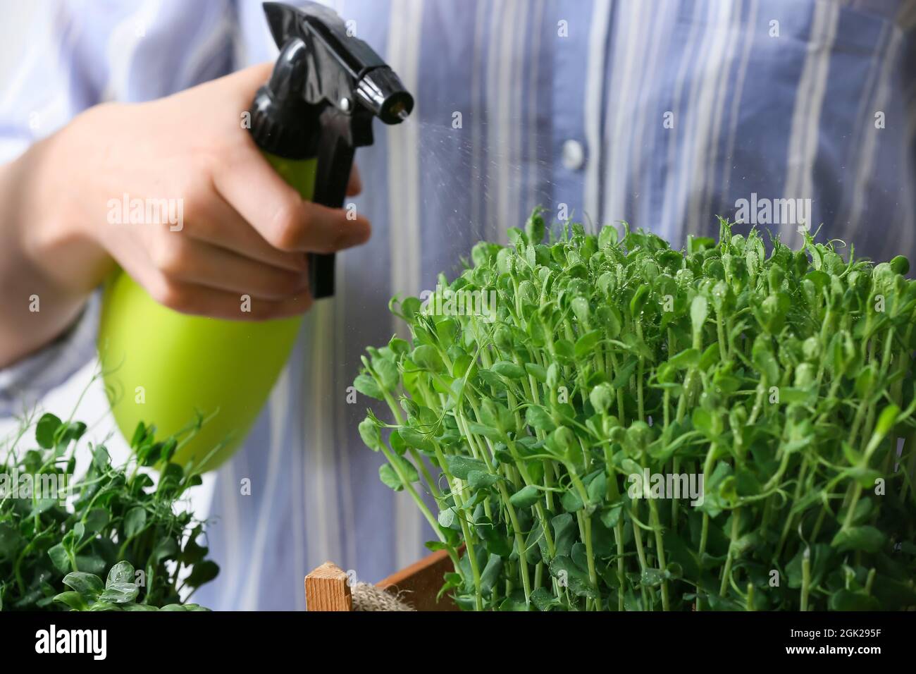Woman spraying fresh micro hi-res stock photography and images - Alamy