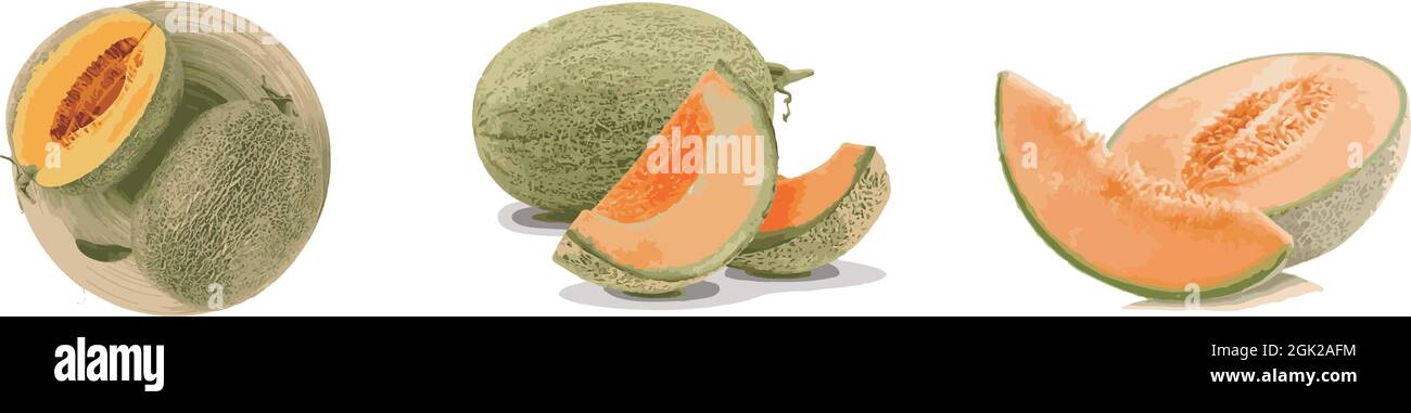 cantaloup melons in a cross-section Stock Vector Image & Art - Alamy