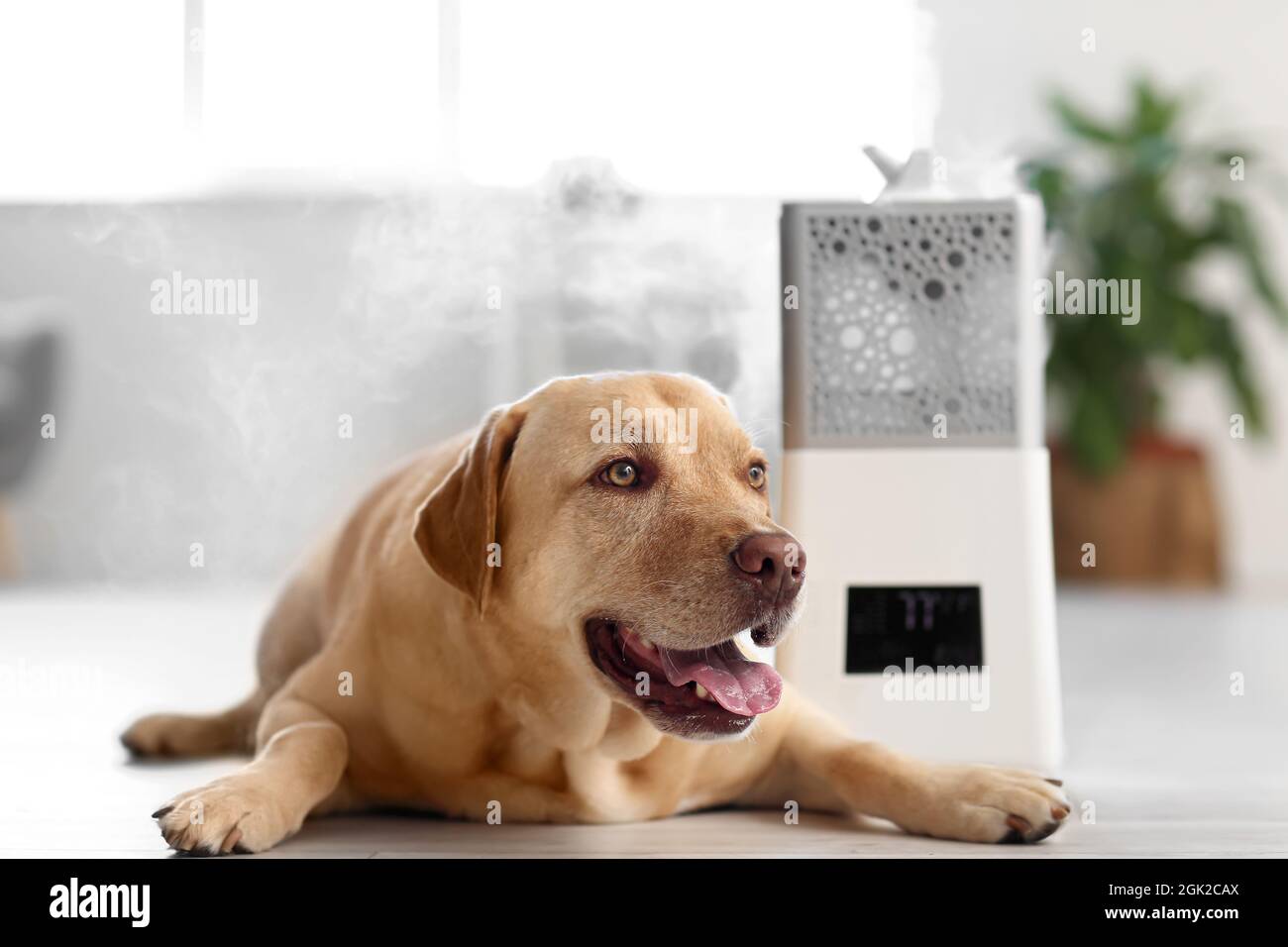 Cute dog in room with modern humidifier Stock Photo - Alamy